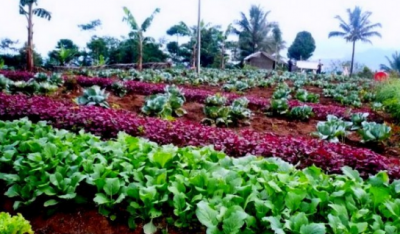 Prinsip Pertanian Organik Untuk Kesehatan | Niagakita