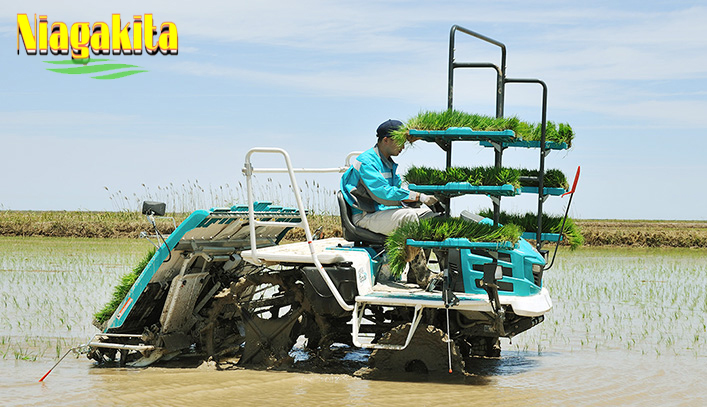 TRANSPLANTER MESIN PENANAM PADI | Niagakita