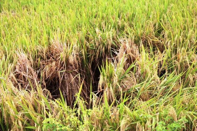 Pencegahan Serangan Hama Wereng Coklat | Niagakita