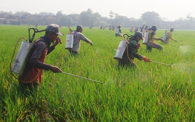 Pencegahan Serangan Hama Wereng Coklat | Niagakita